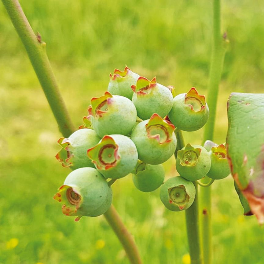 Albergue La Cabaña. Potes | Camino Lebaniego